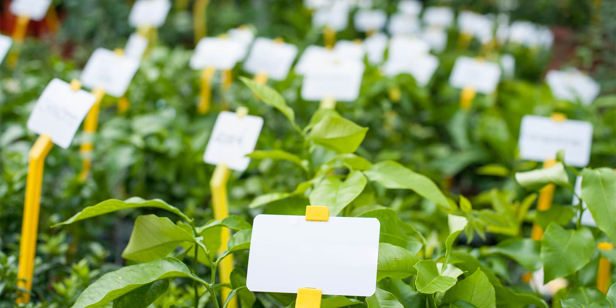 Plant Labels – New Gardener