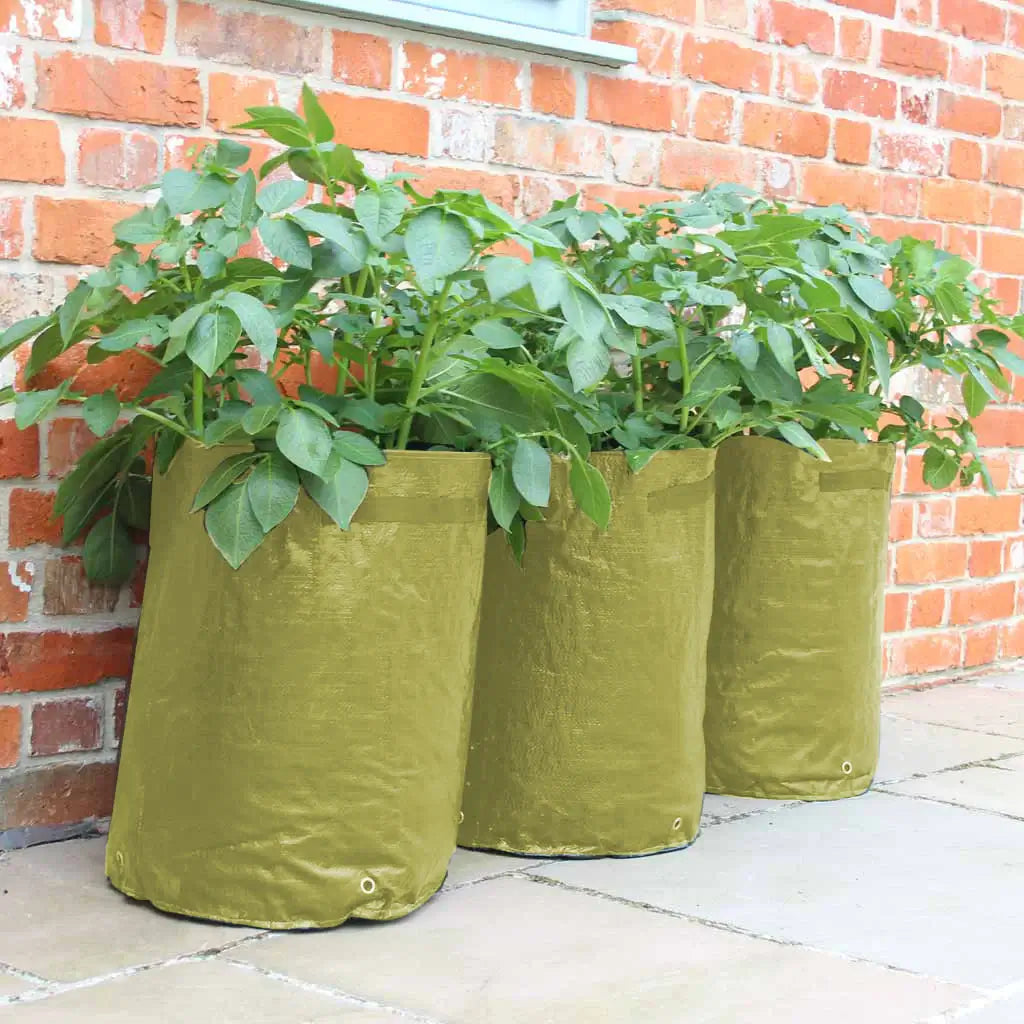 Haxnicks Potato Patio Planters (Pack of 3) – New Gardener