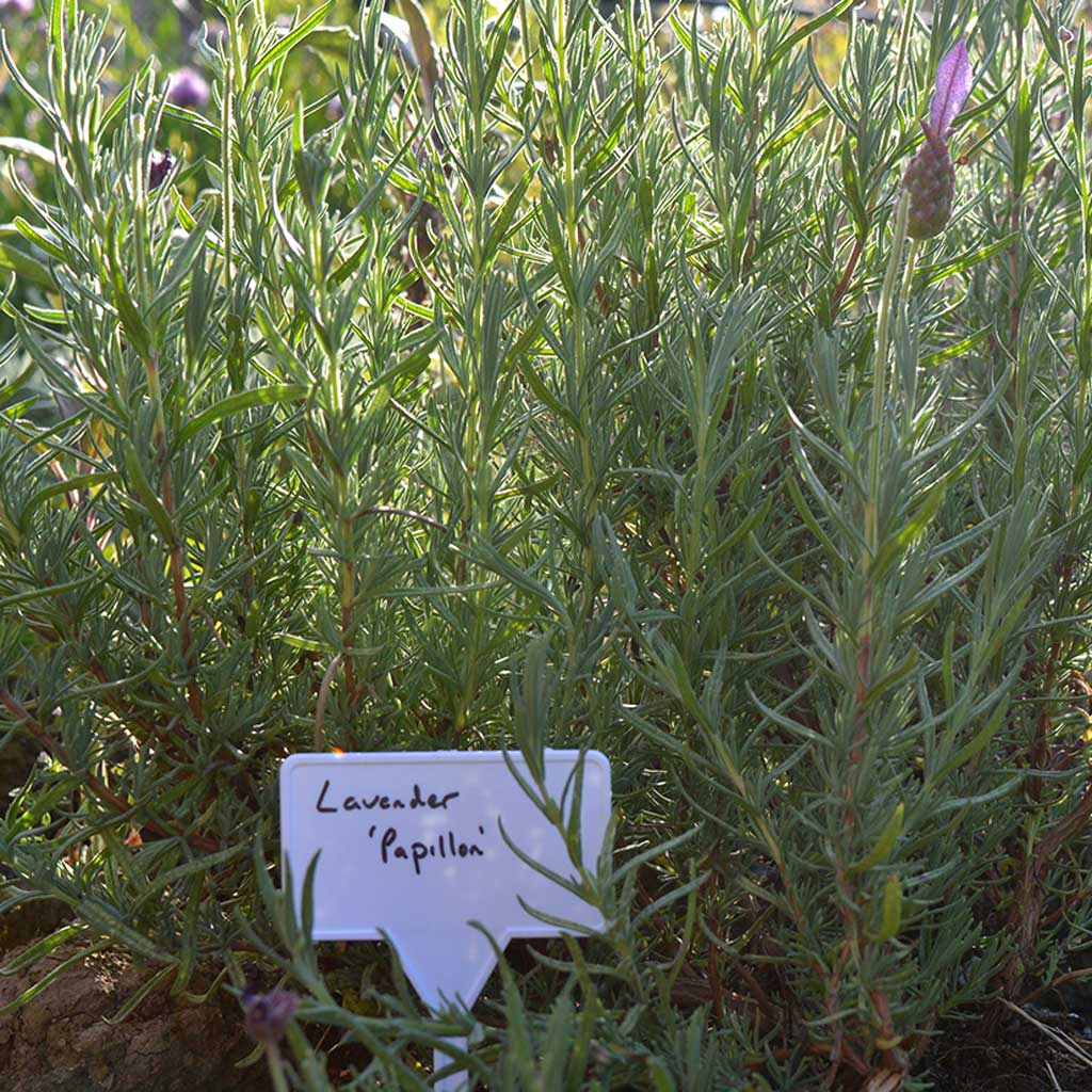 Tildenet Shrub & Bedding Labels (Pack of 10) – New Gardener