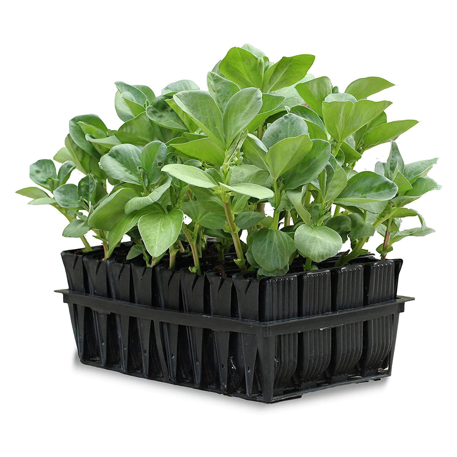 Haxnicks Deep Rootrainers – New Gardener